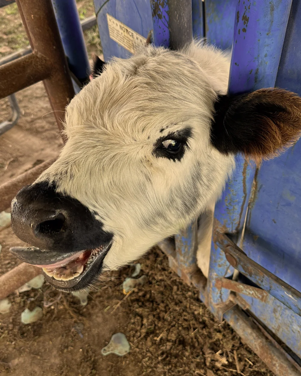 Cattle Castration — FCR Beef Cattle