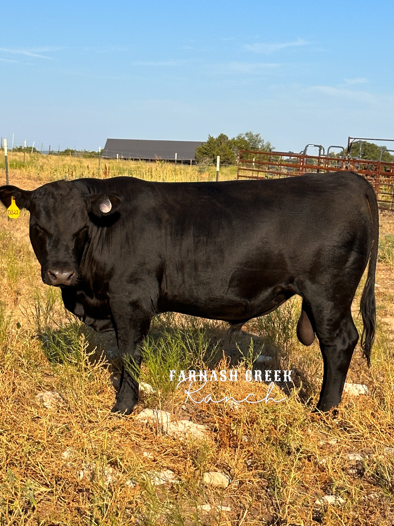 Bulls For Sale — FCR Beef Cattle