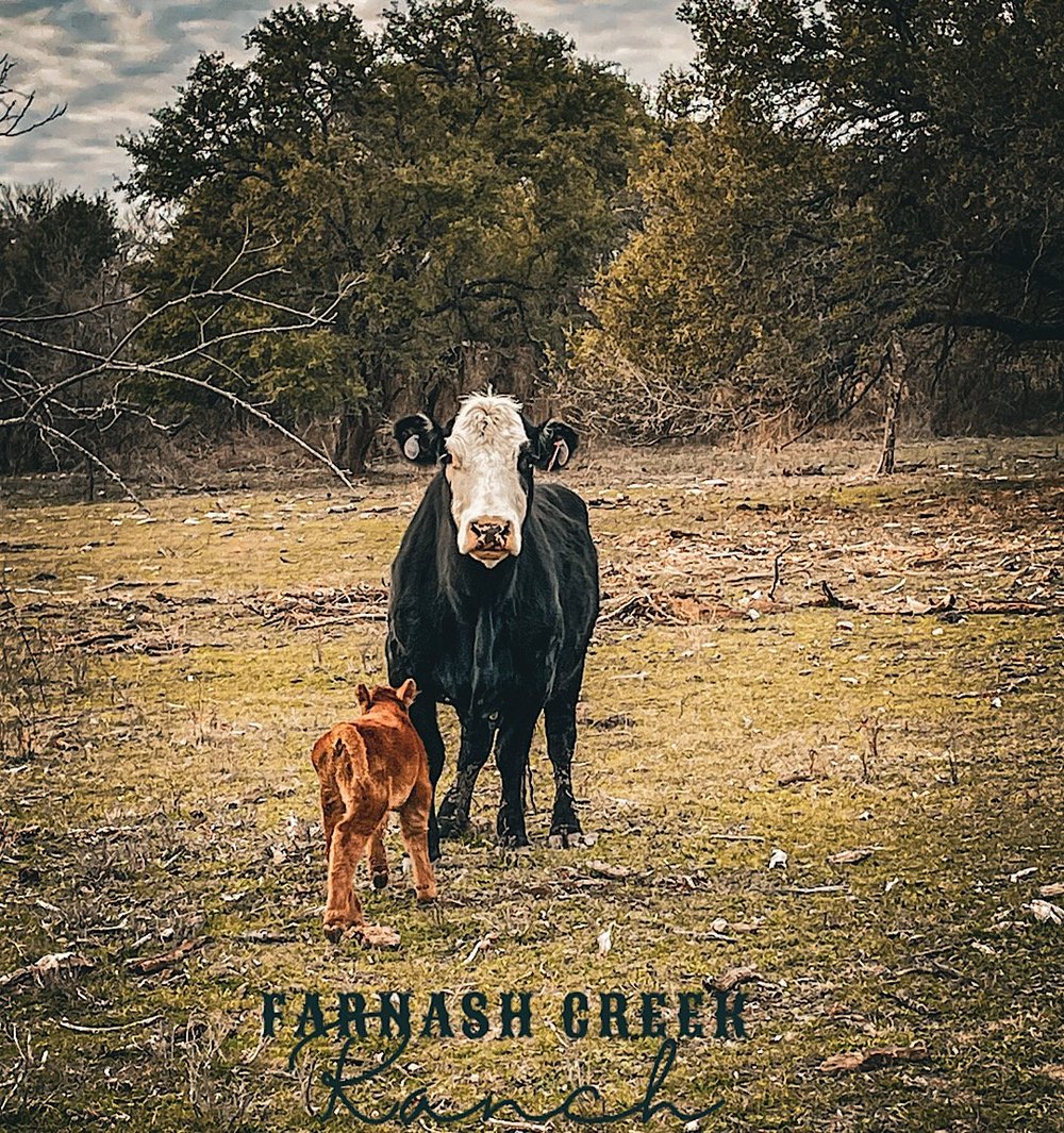 Cattle Color Genetics — FCR Beef Cattle