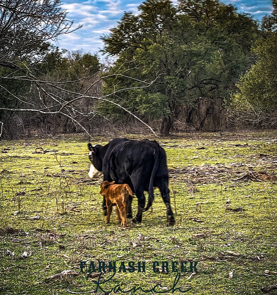 Cattle Color Genetics — FCR Beef Cattle