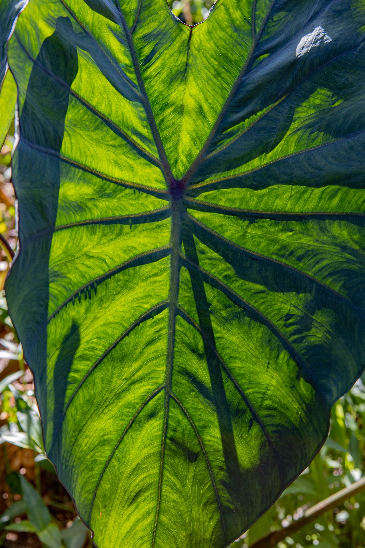 Plants — Hoʻoulu ʻĀina