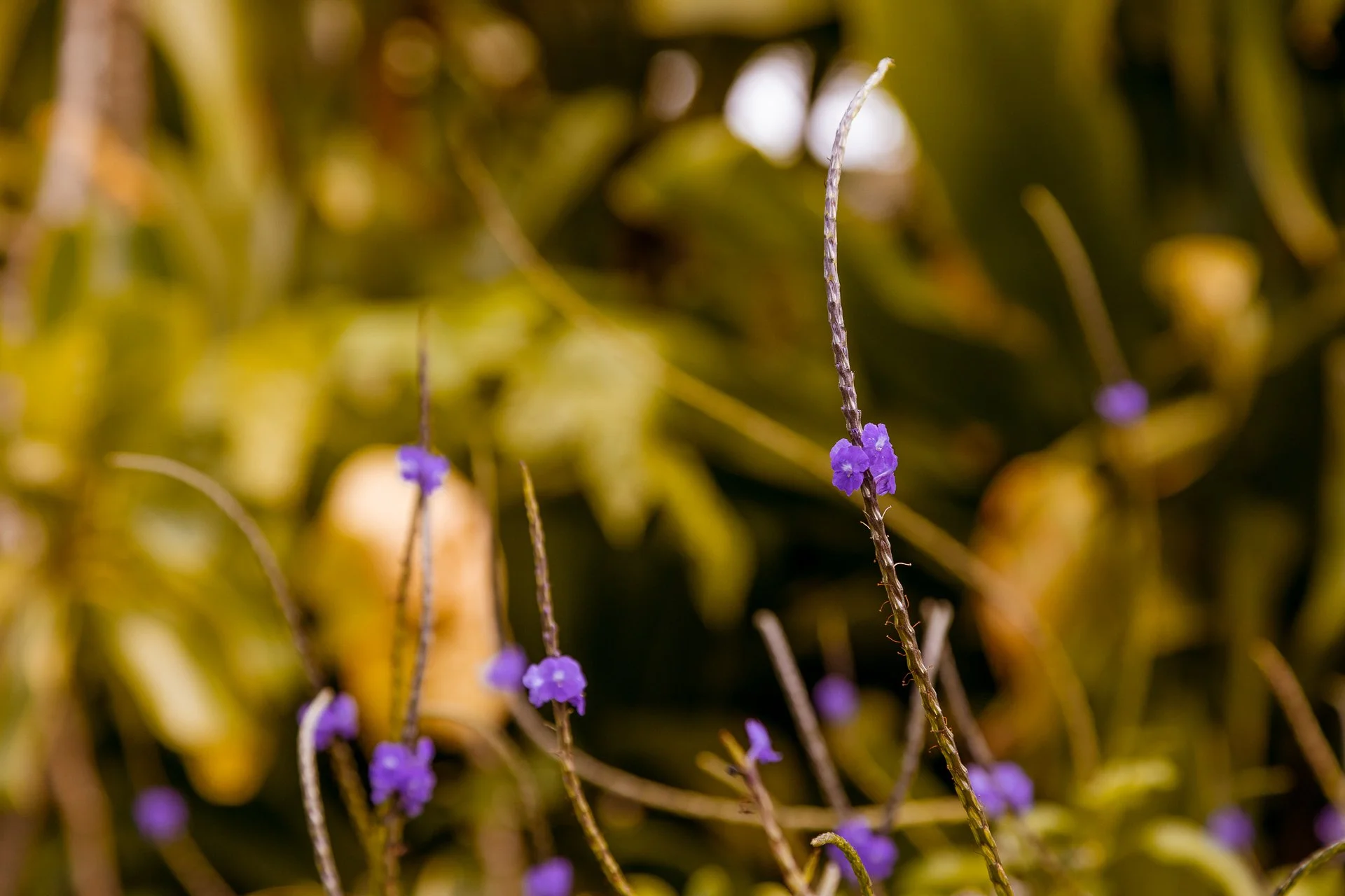 Plants — Hoʻoulu ʻĀina