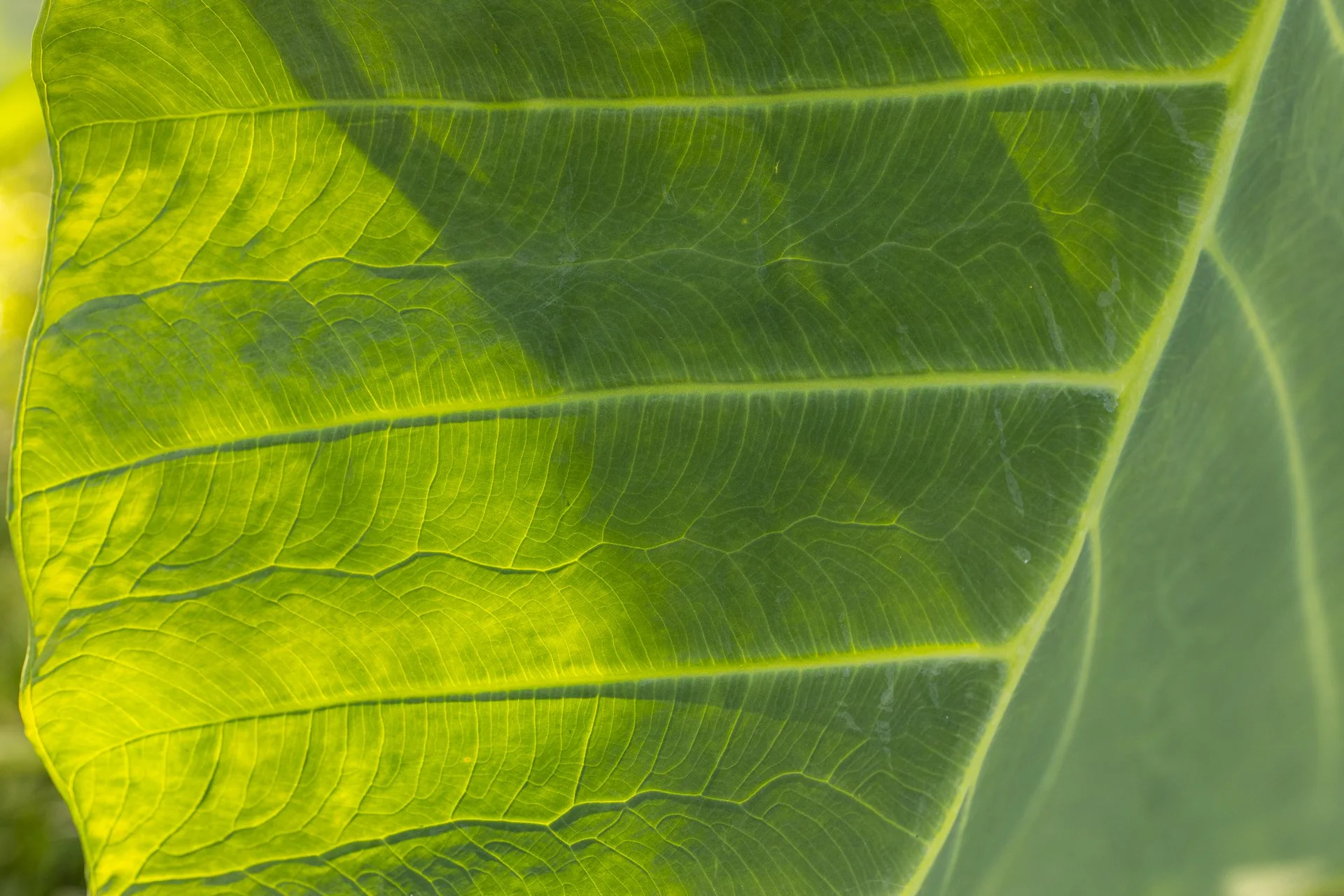 Plants — Hoʻoulu ʻĀina