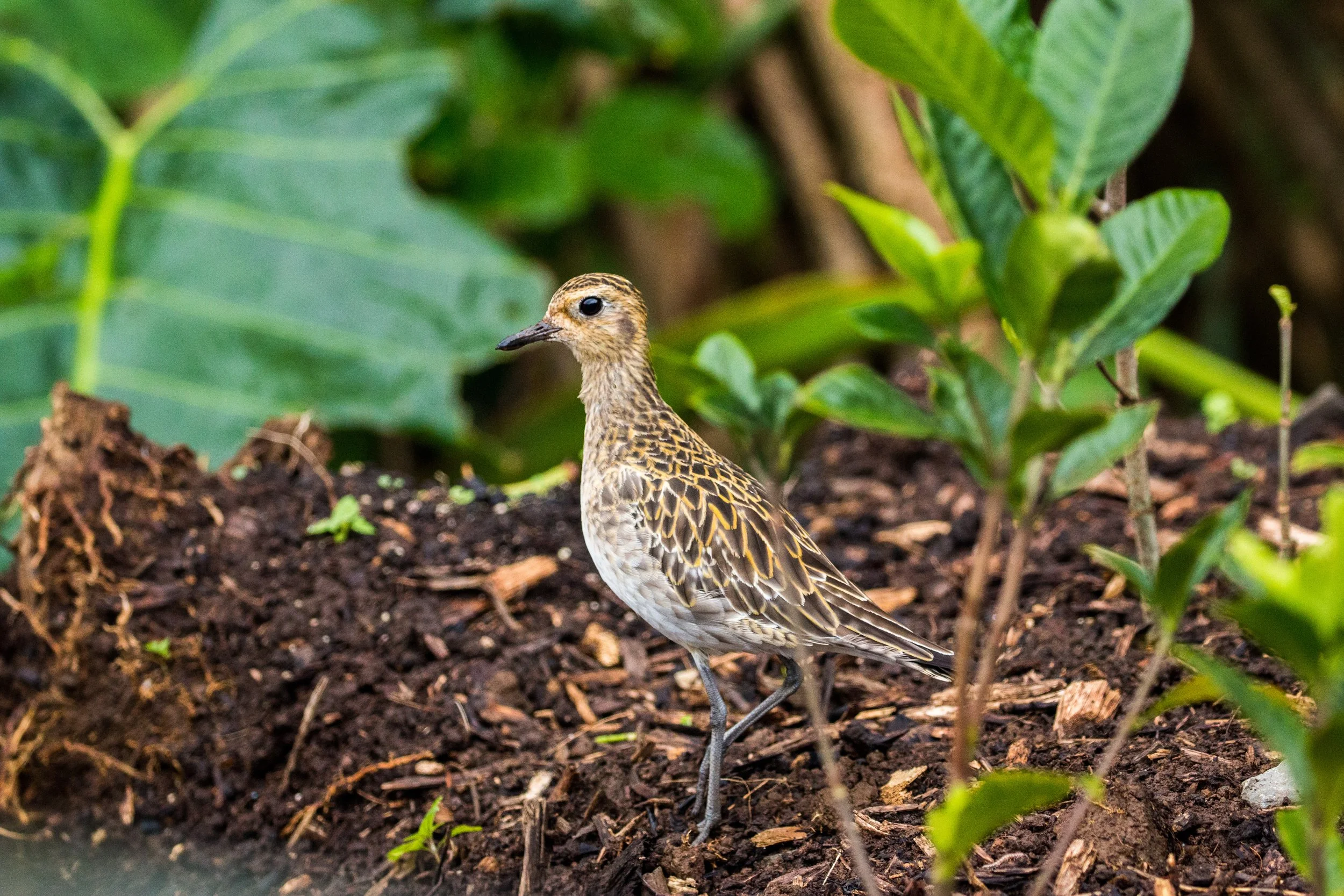Moʻolelo — Hoʻoulu ʻĀina
