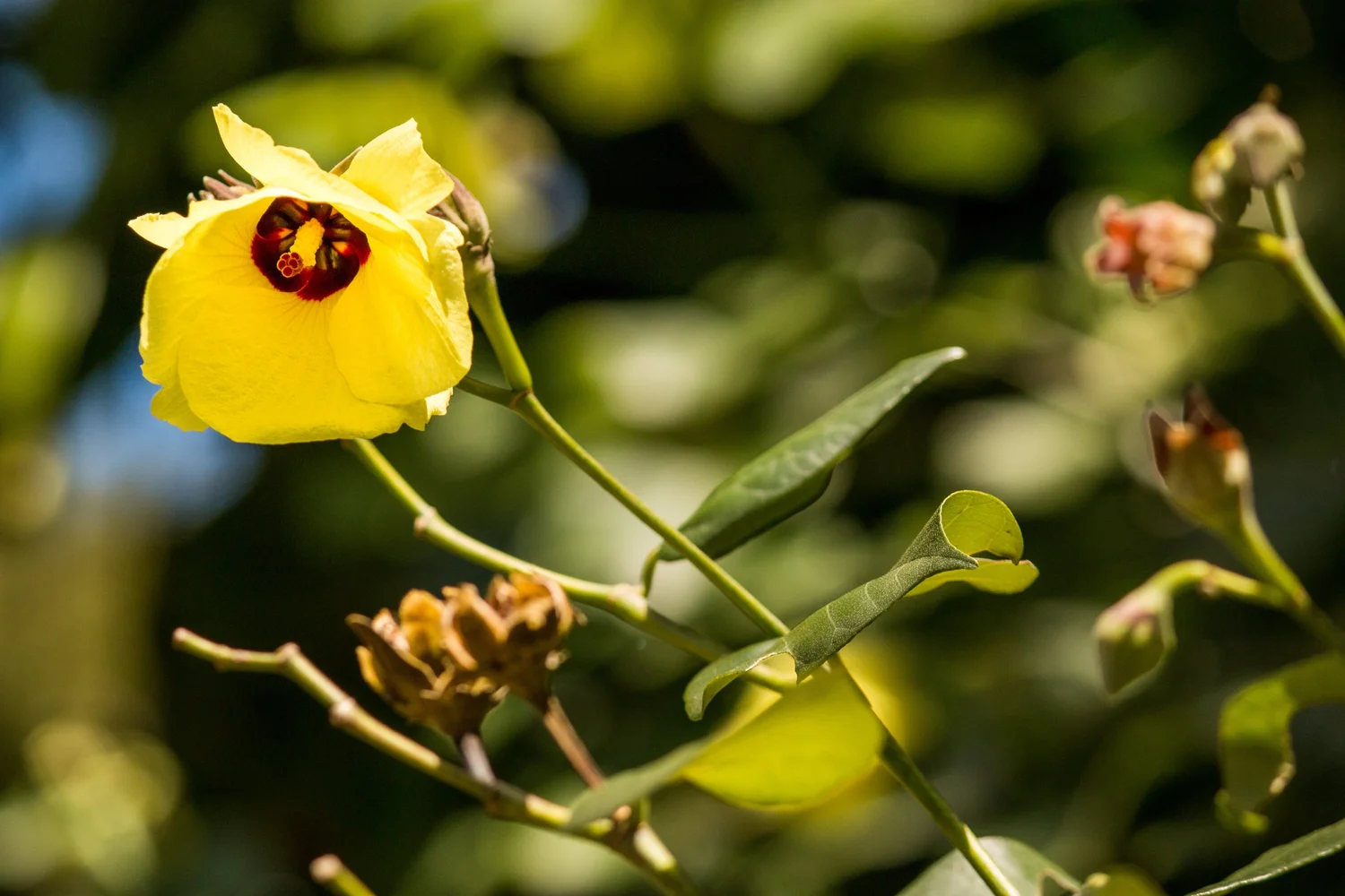 Plants — Hoʻoulu ʻĀina