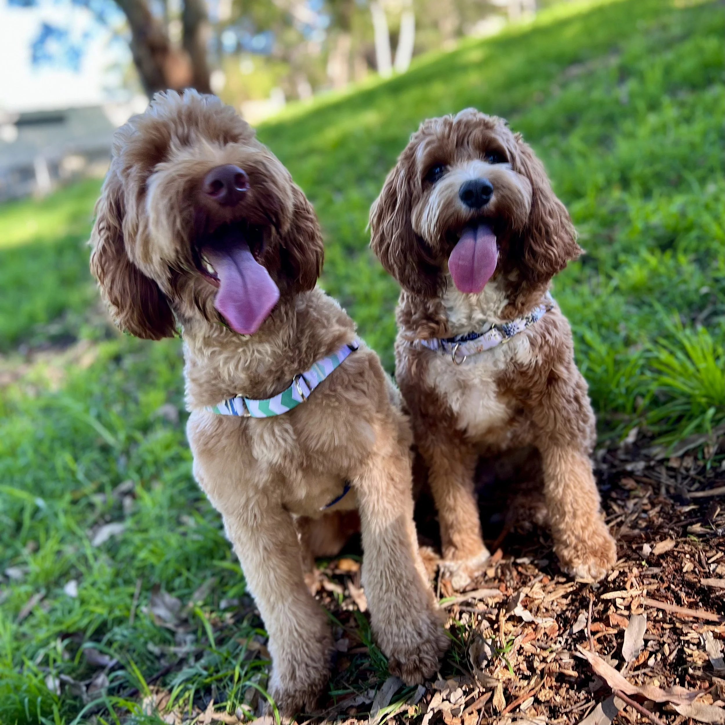 Stylish Hound — The Successful Hound