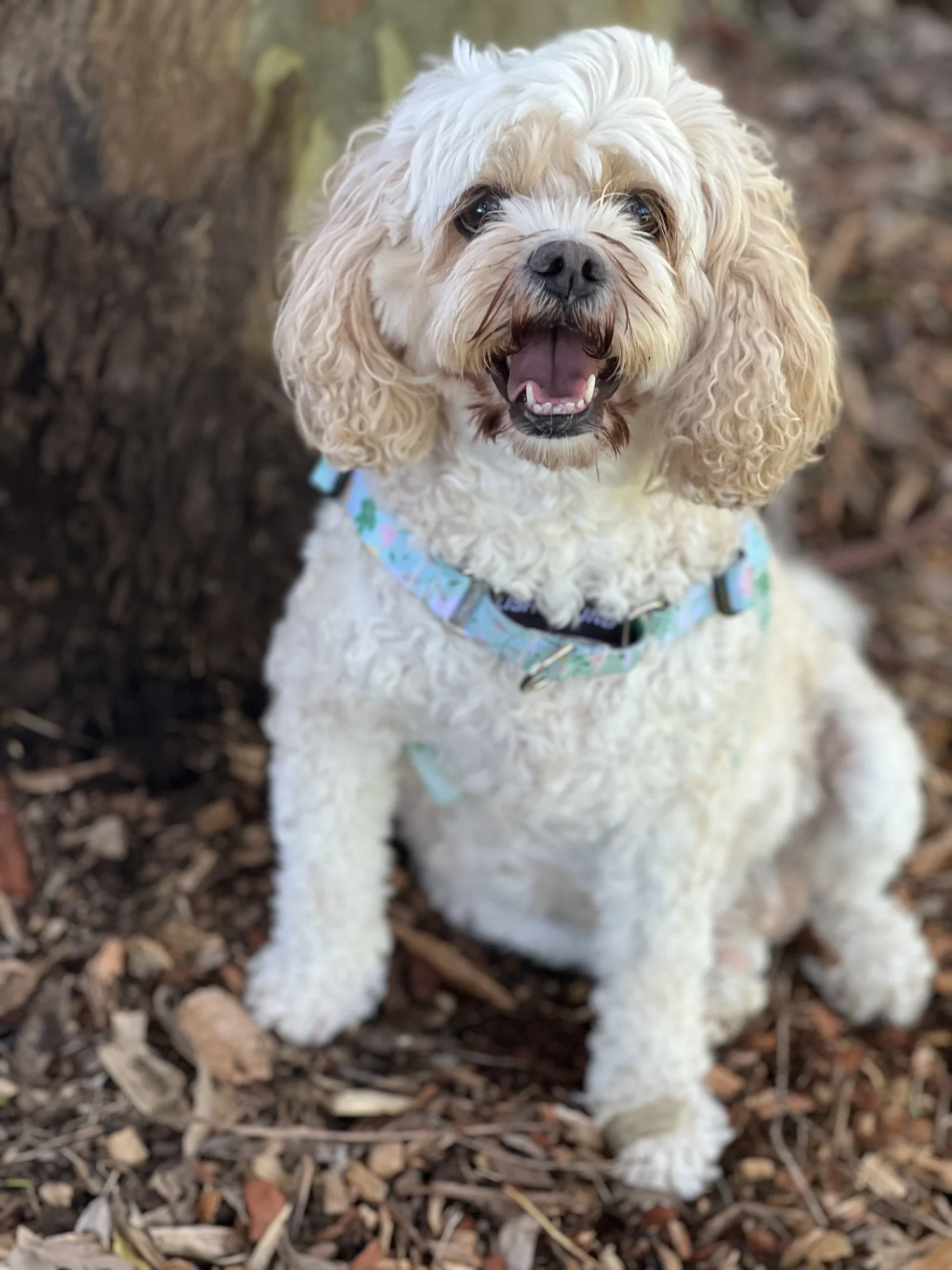 Stylish Hound — The Successful Hound