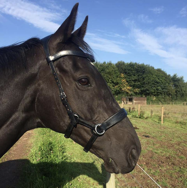 The Gentil Bitless Bridle removes the harsher controls most are taught ...