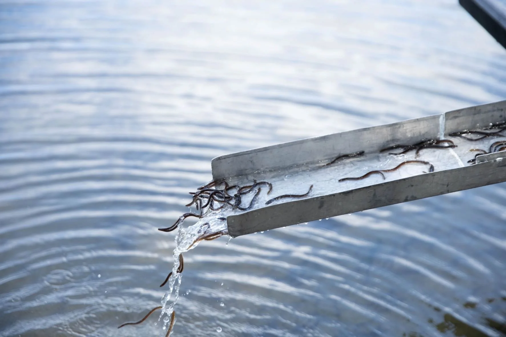 Media — Manawa Energy