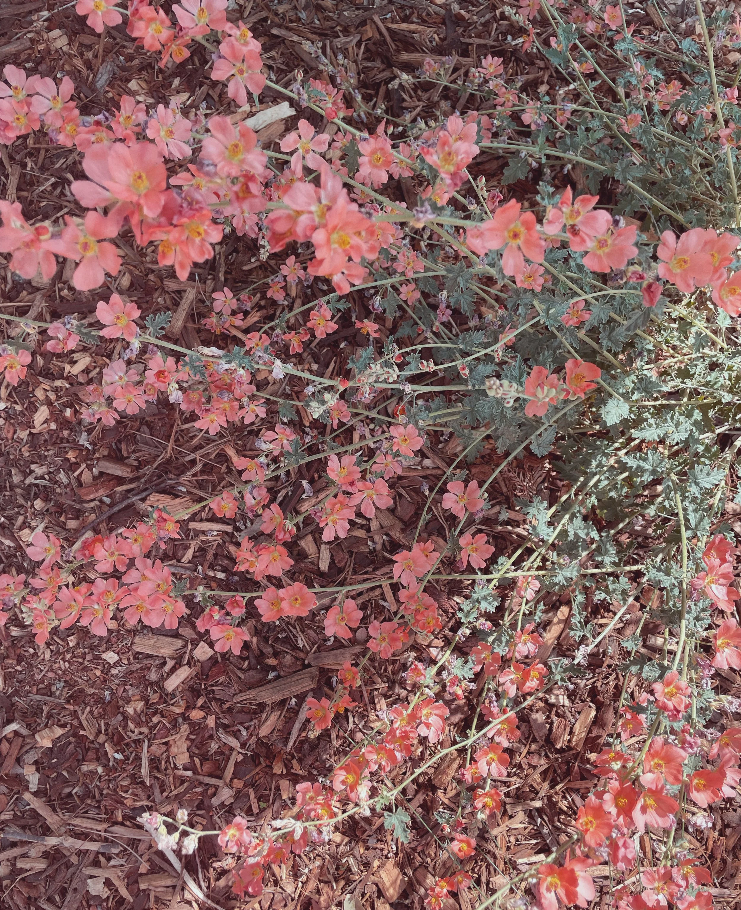 Sacramento Native Landscape Design — Mother Natives