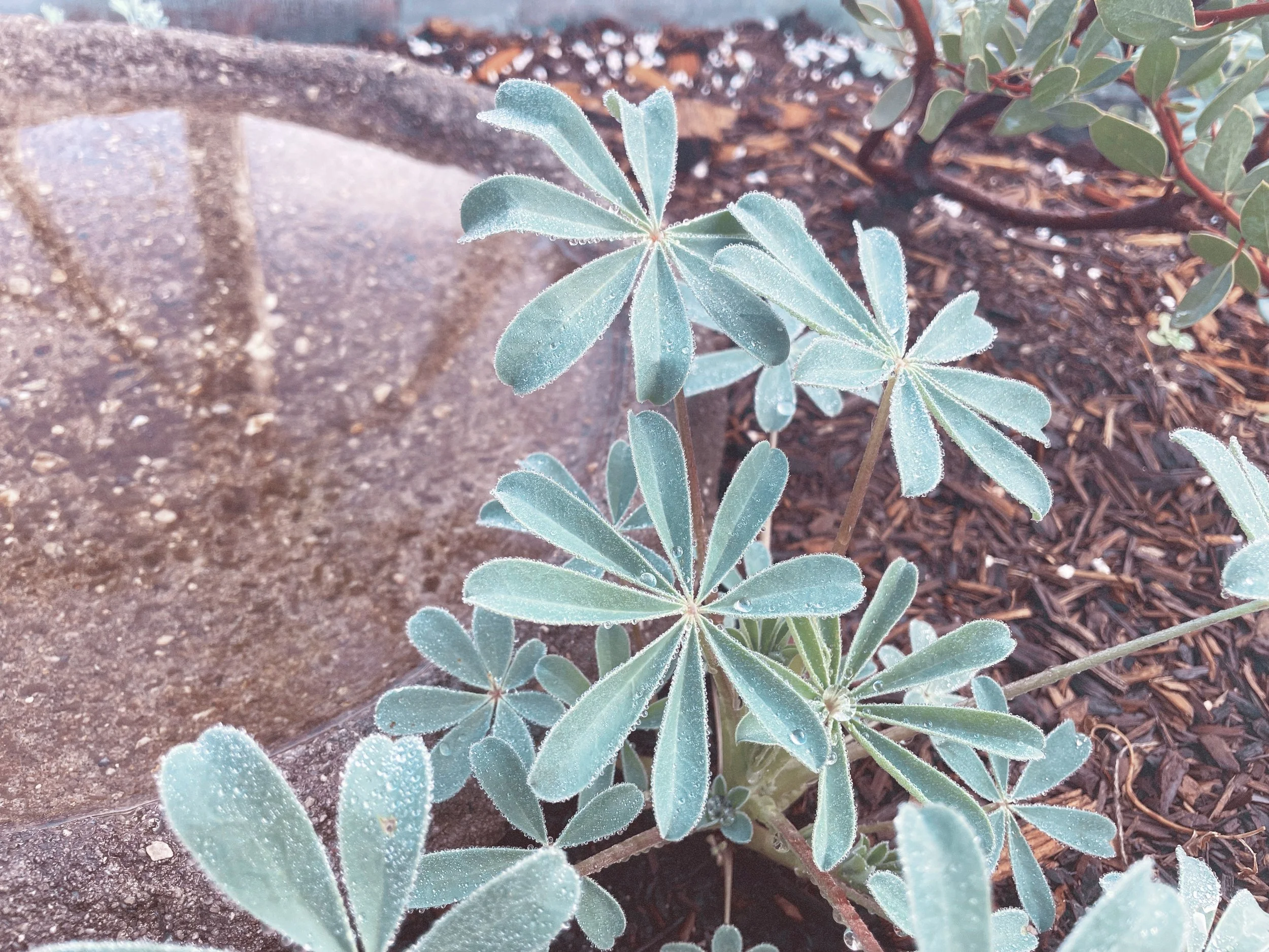 Sacramento Native Plant Garden Design — Mother Natives