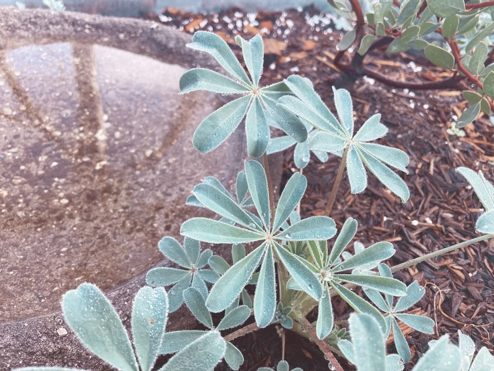 Sacramento Native Plant Garden Design — Mother Natives