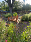 Sacramento Native Landscape Design — Mother Natives