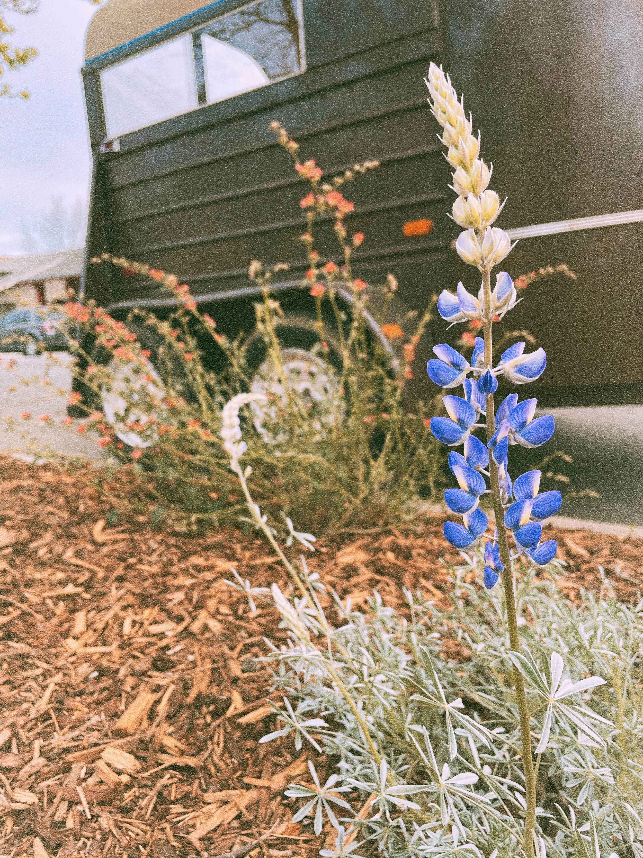 Sacramento Native Landscape Design — Mother Natives
