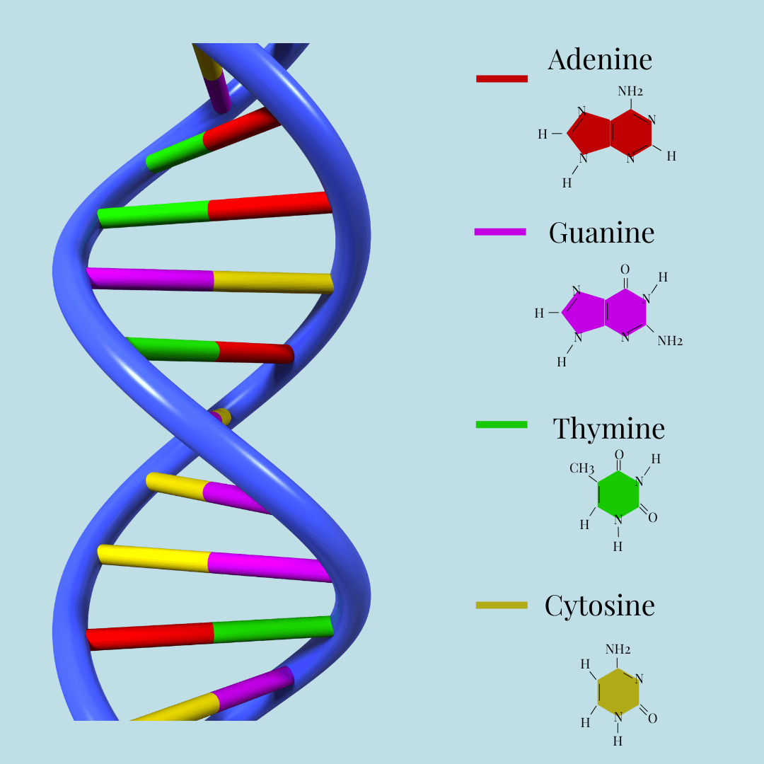 What Are Genes -A Review of nucleotides, amnio acids, proteins, and the ...