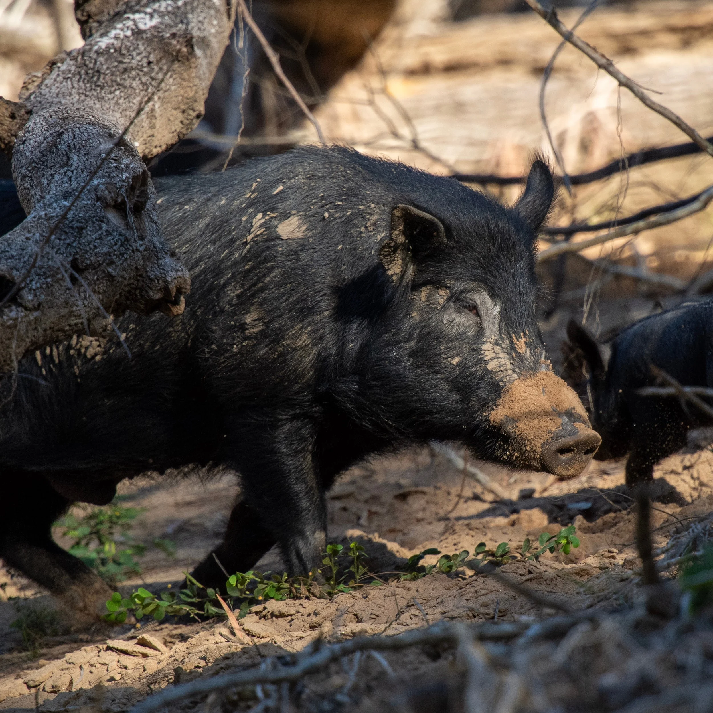 Pest animals — GLENRAC