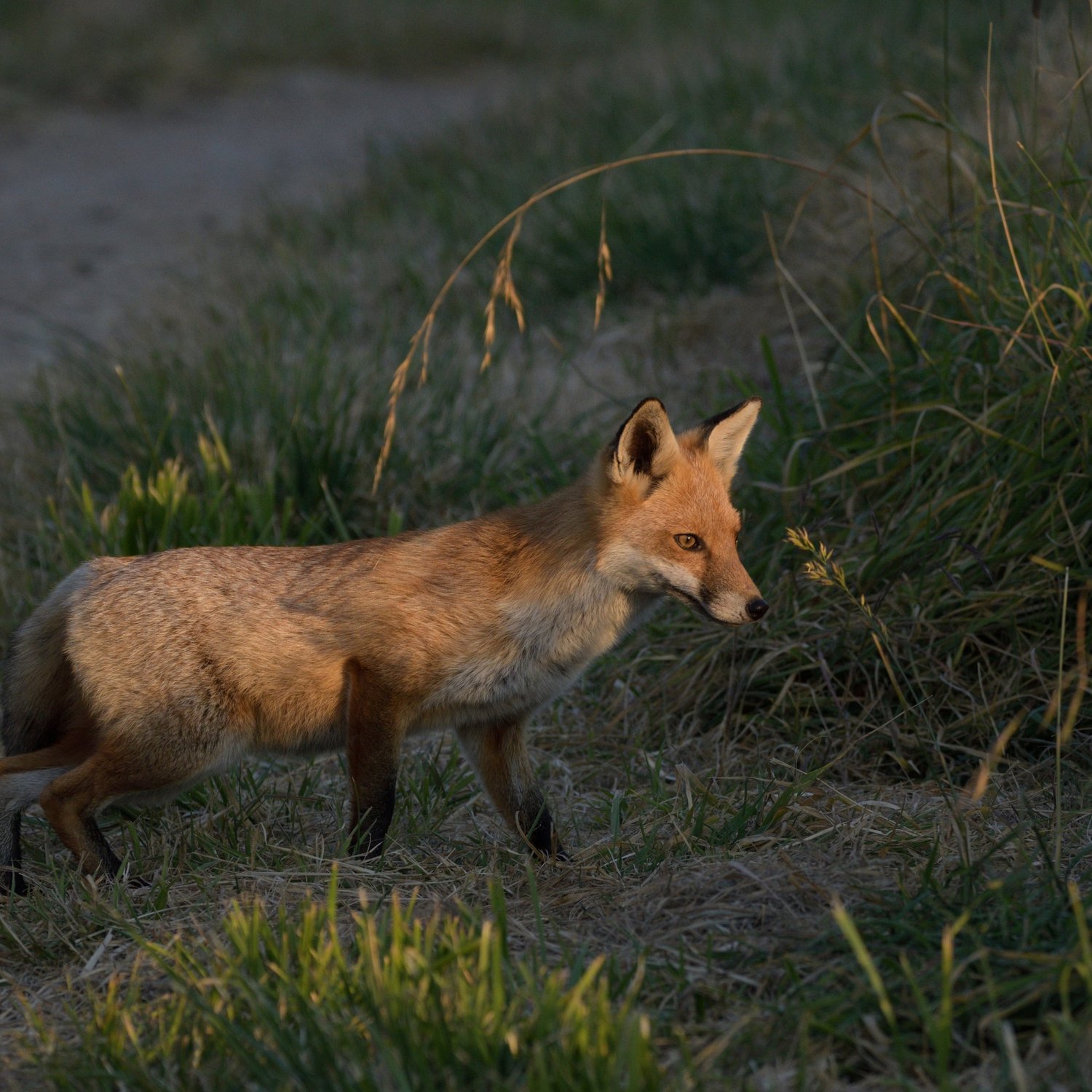 Pest animals — GLENRAC