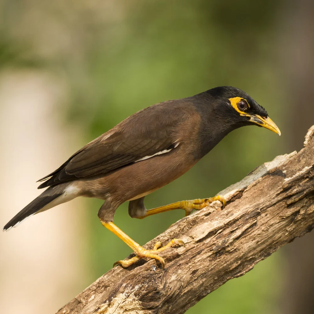 Pest animals — GLENRAC