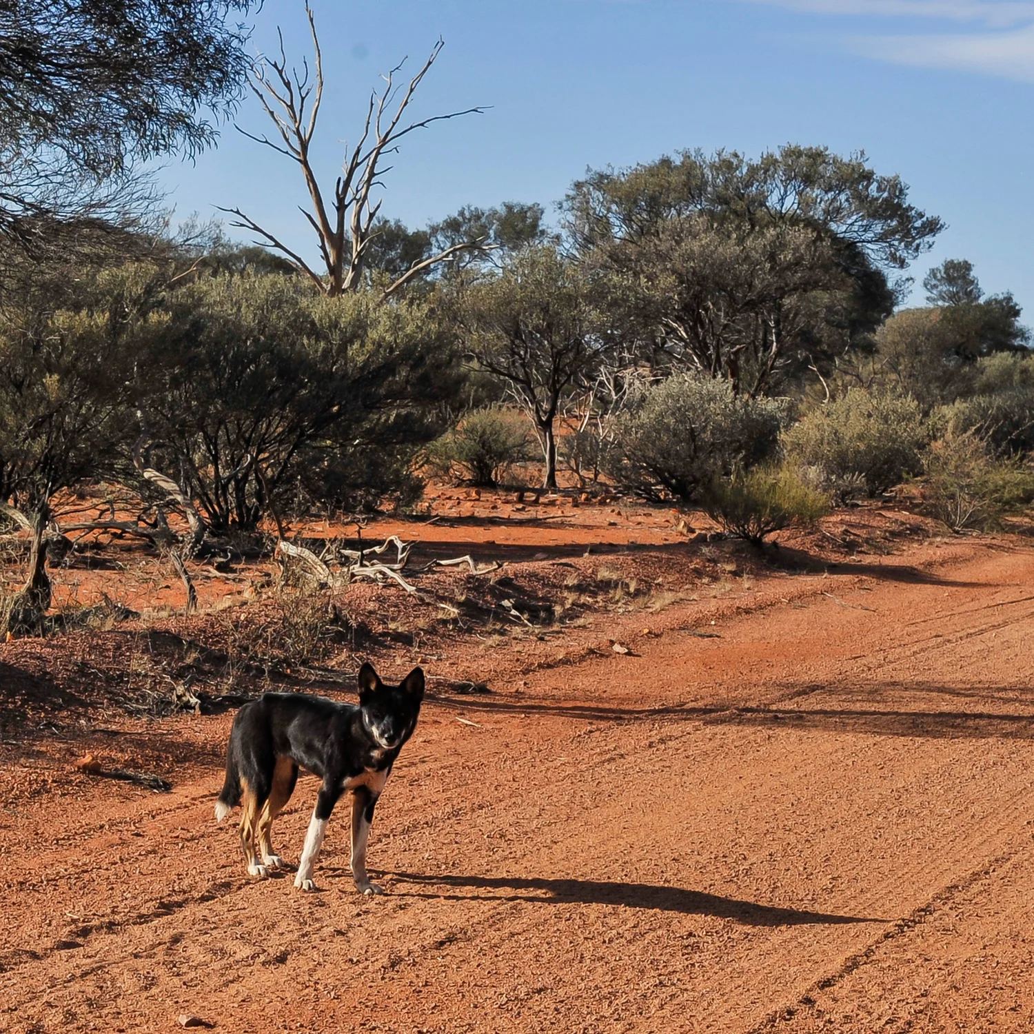 Pest animals — GLENRAC