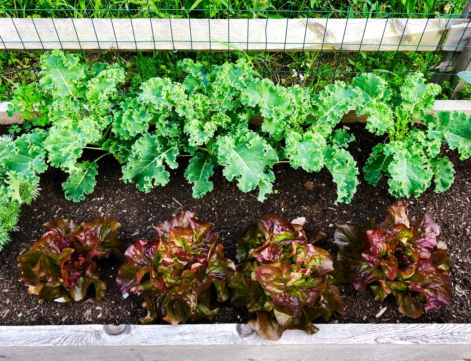 Spare space in the garden? Plant some lettuce for fall — Midwest Today