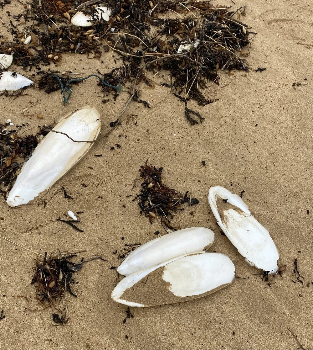 Cuttlefish casting a demonstration of the technique and its influence ...