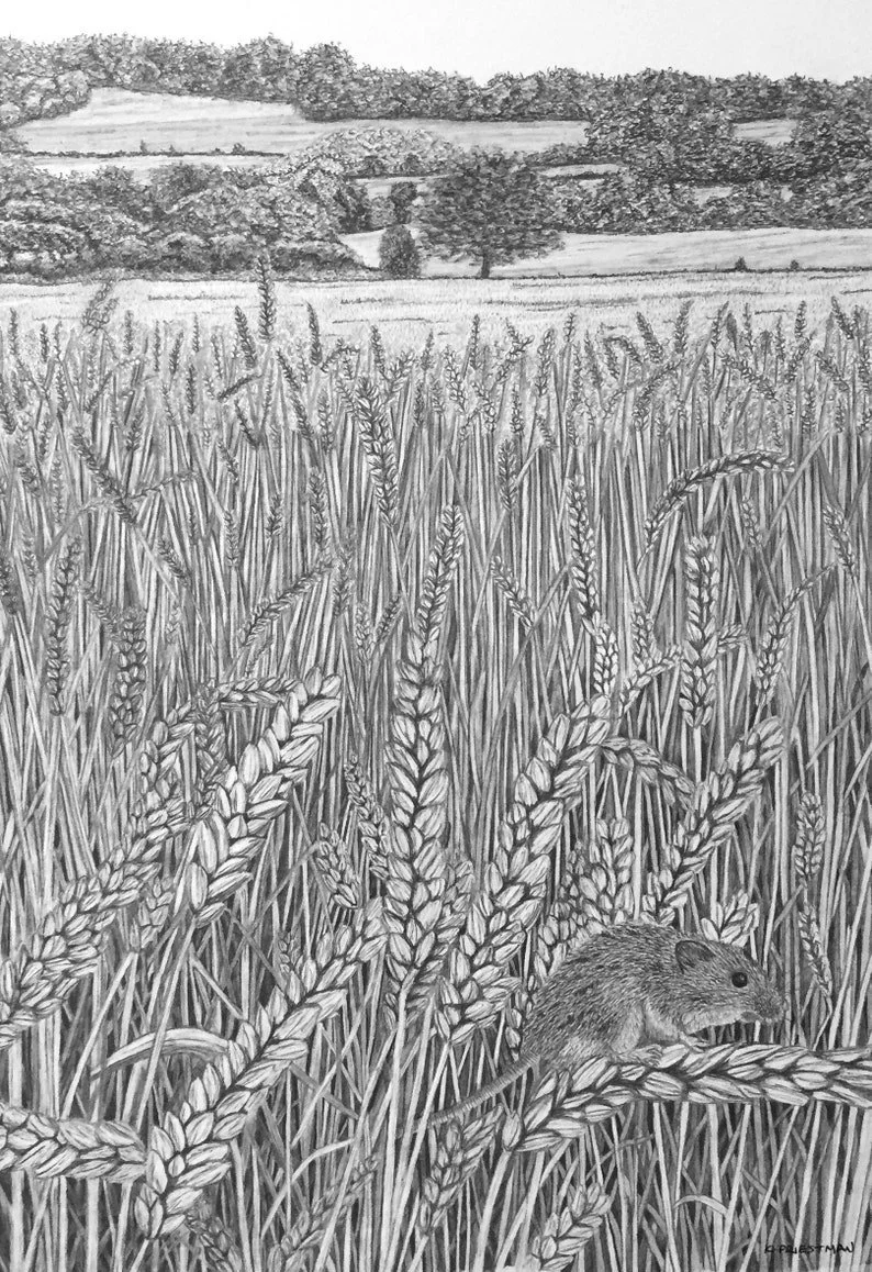 Harvest mouse – original drawing — Kate Priestman Art