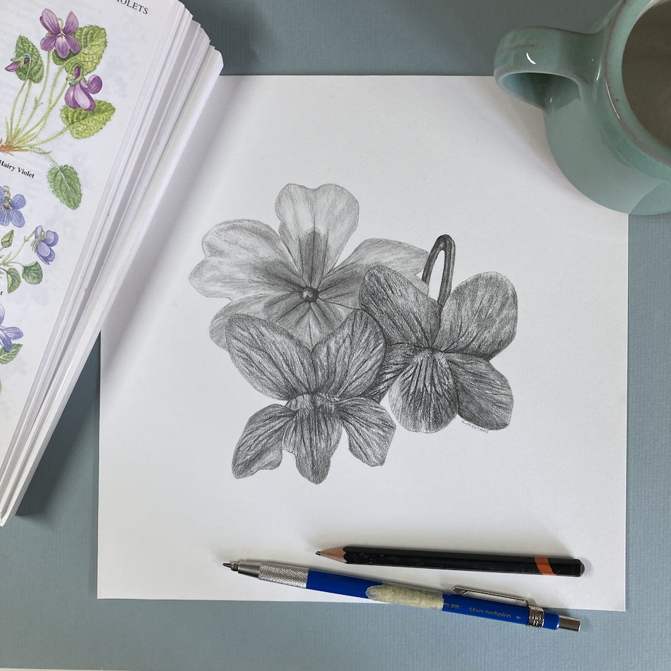 February birth flowers – original drawing — Kate Priestman Art