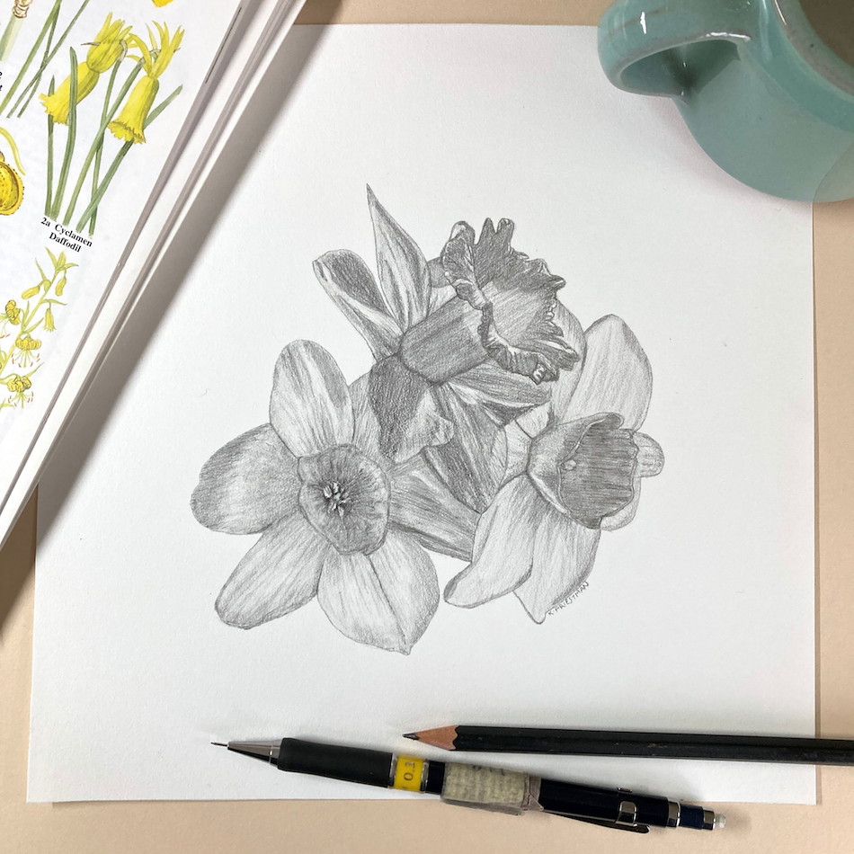 March birth flowers – original drawing — Kate Priestman Art