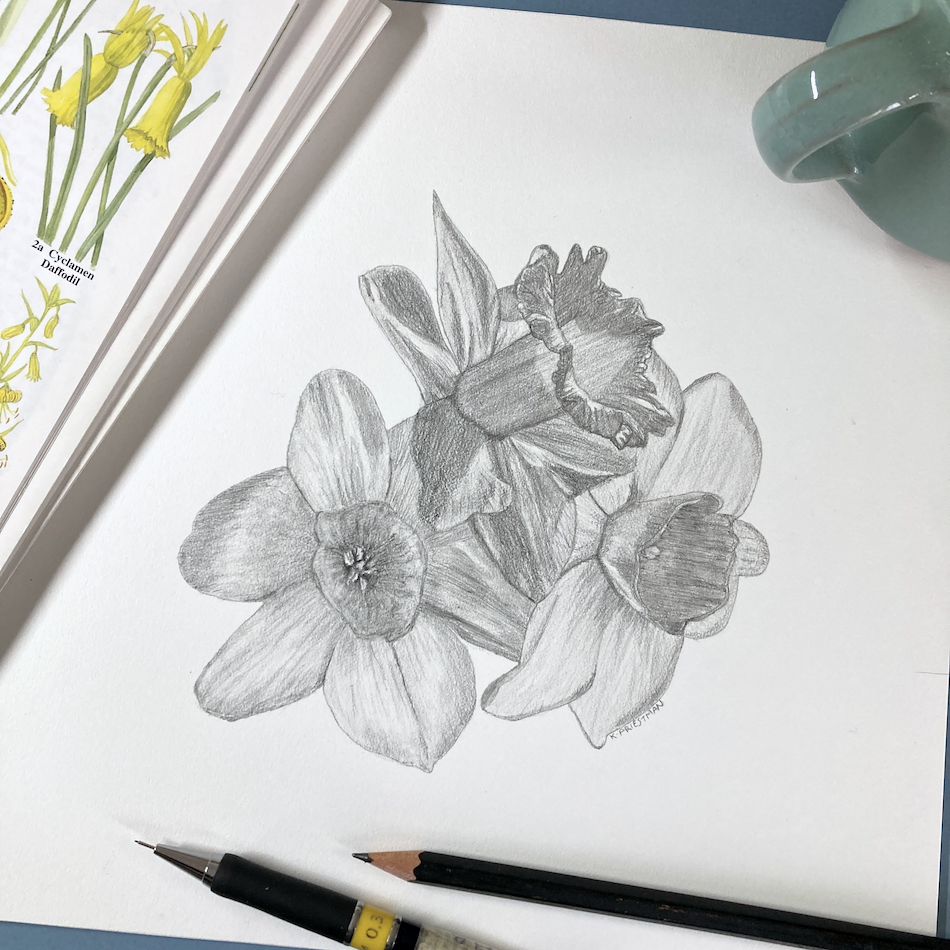 March birth flowers – original drawing — Kate Priestman Art