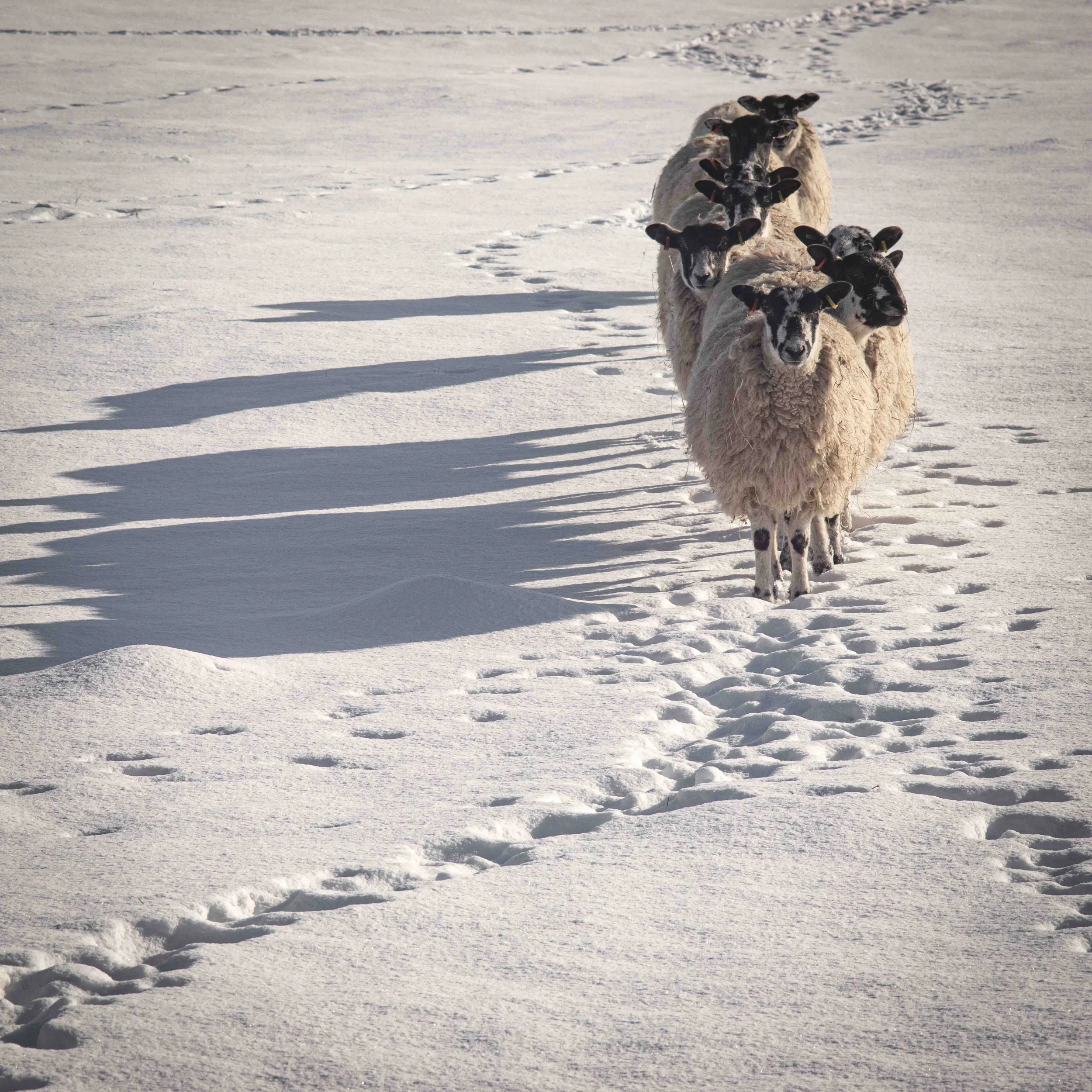 About — Ayriel Studios