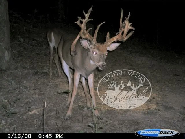 Sunfish Valley Whitetails
