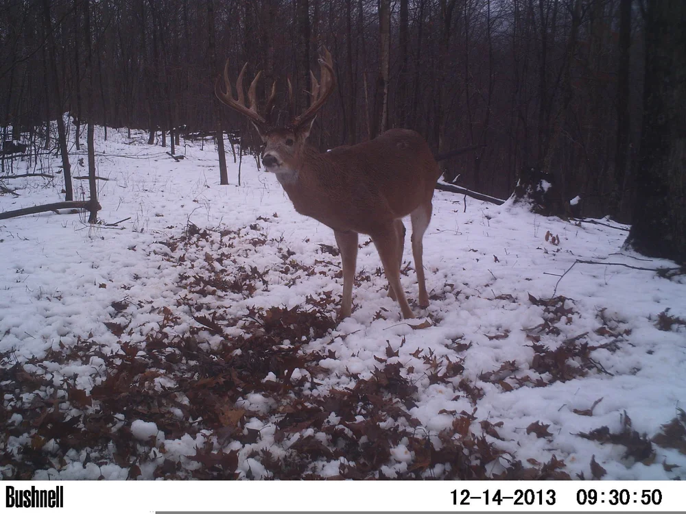 Trailcam Photos — Sunfish Valley Whitetails