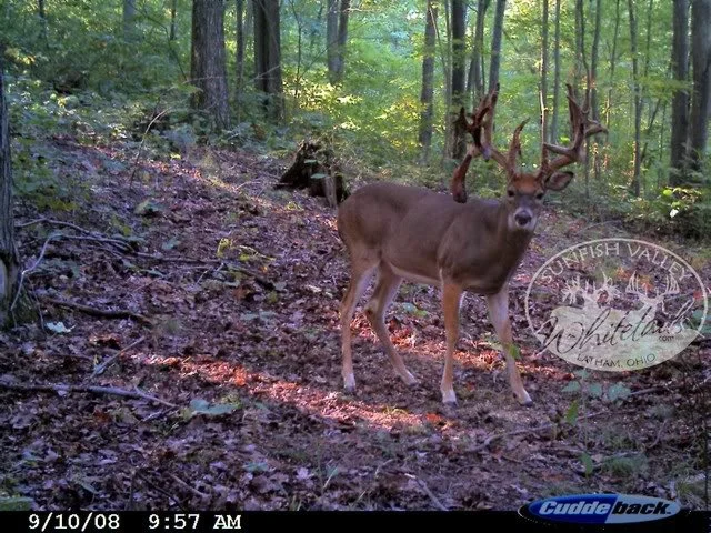 Trailcam Photos — Sunfish Valley Whitetails