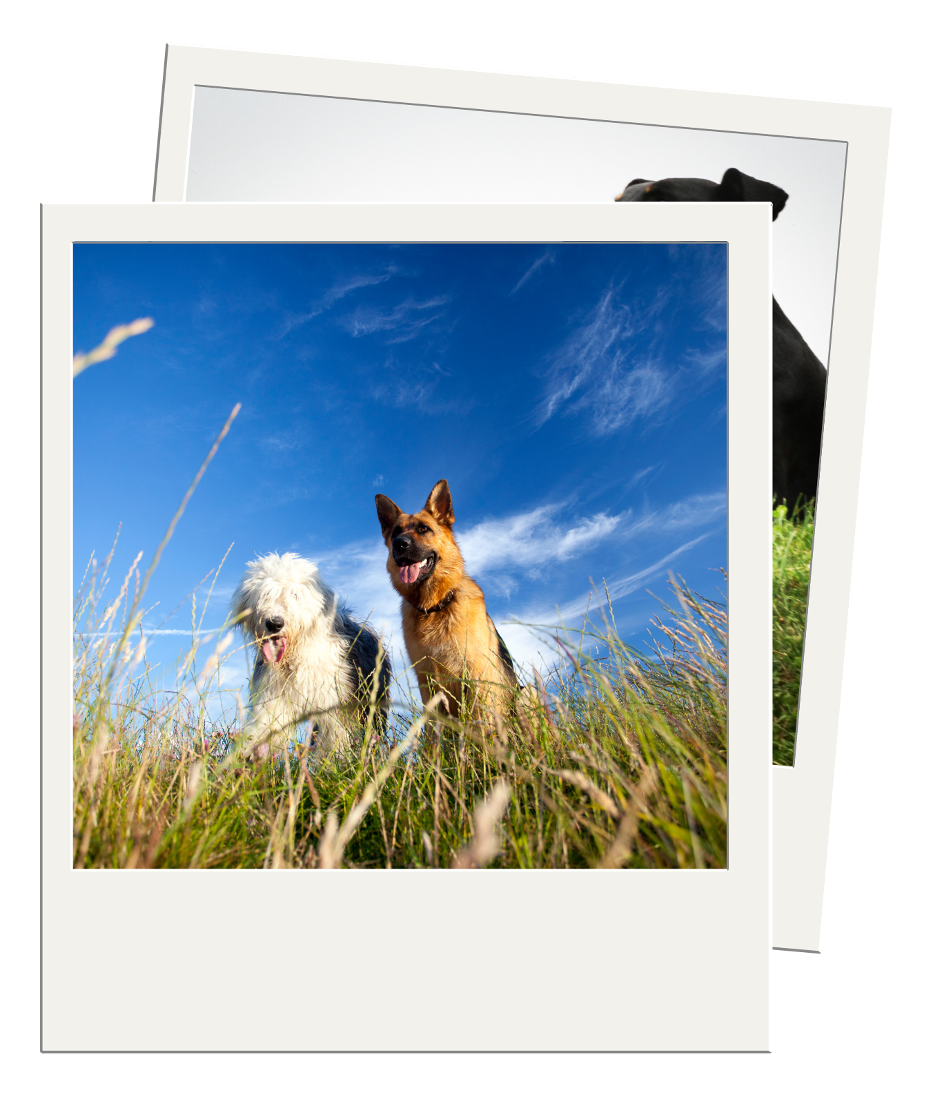 Contact 1 — Daily Dig Dogs