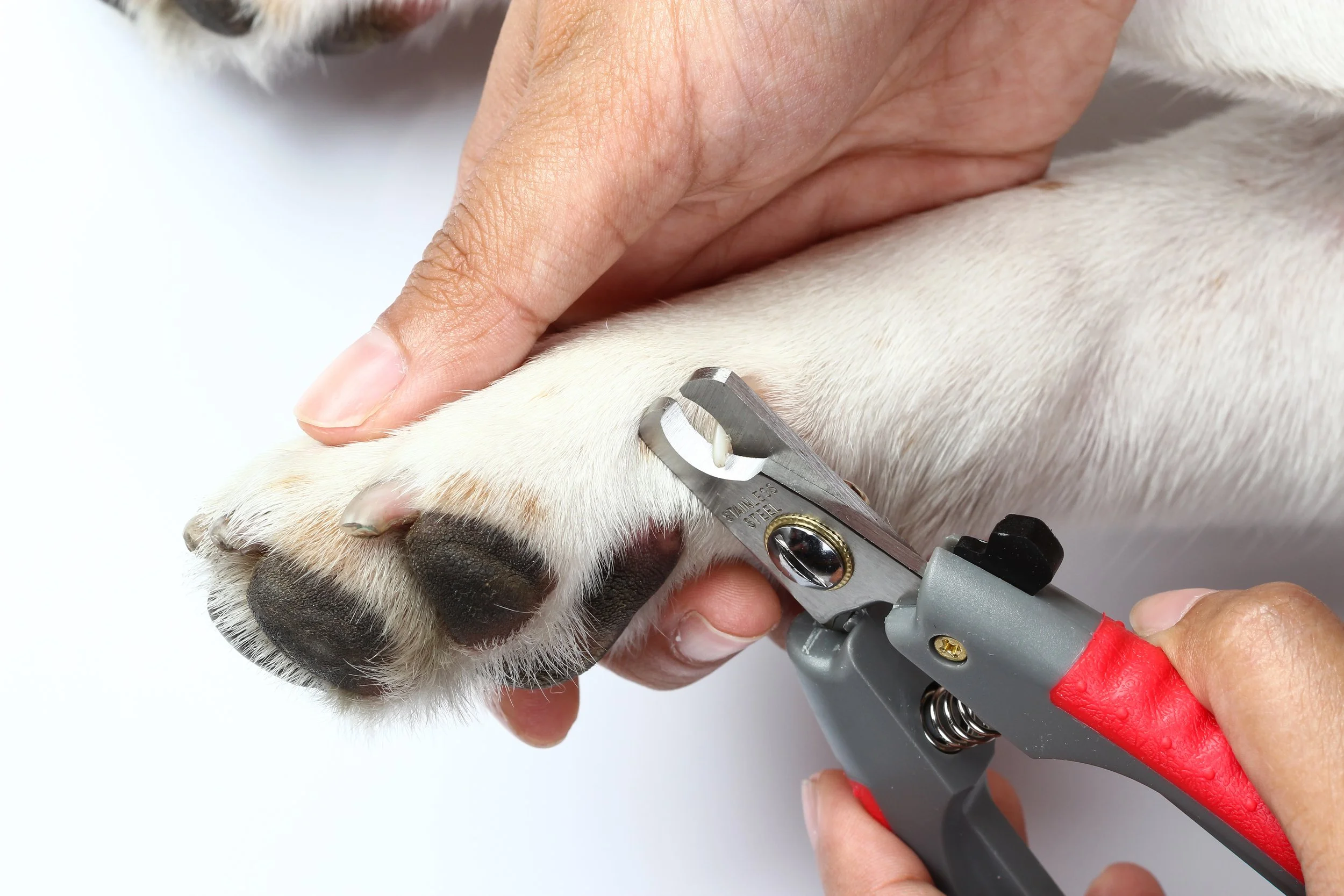 Mobile Dog Grooming and Mobile Pet Grooming In Orlando, Florida