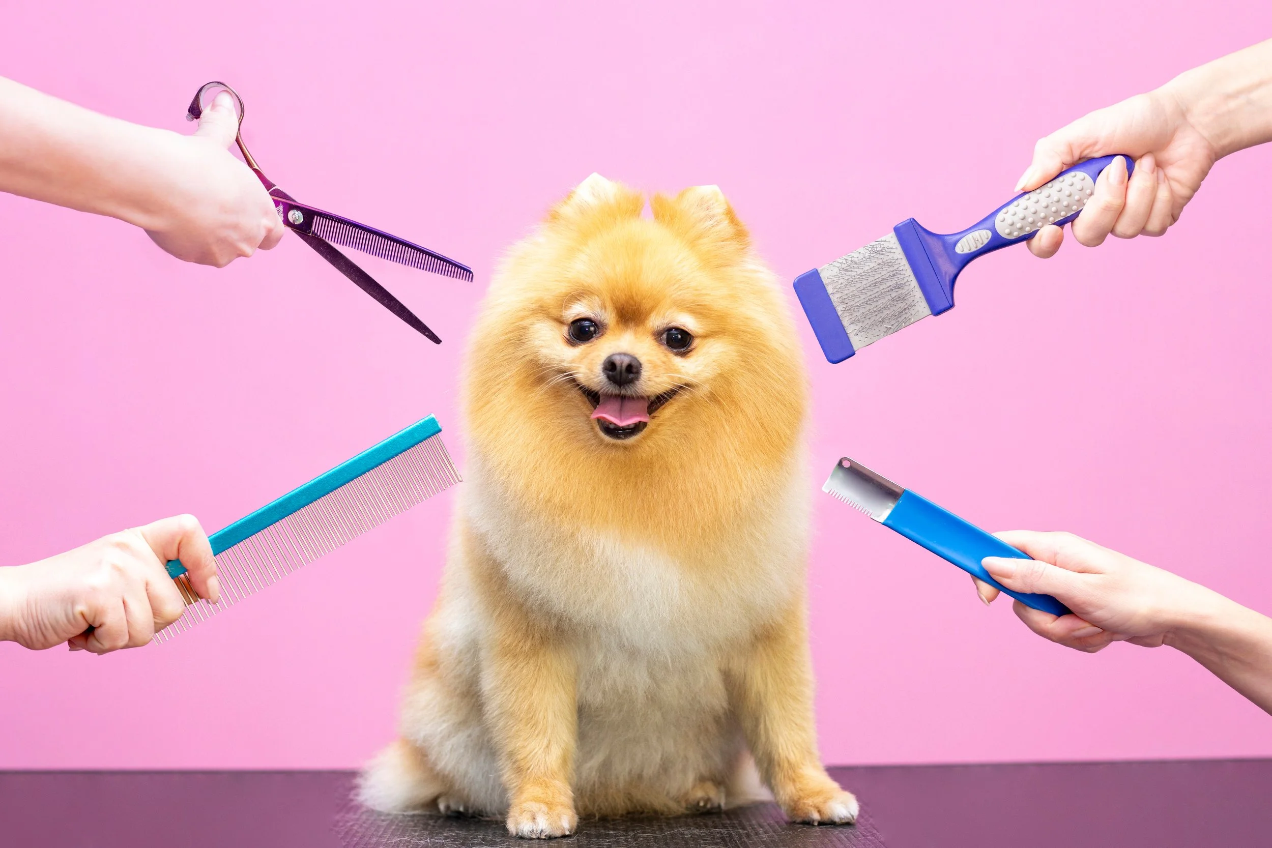 Mobile Dog Grooming and Mobile Pet Grooming In Orlando, Florida