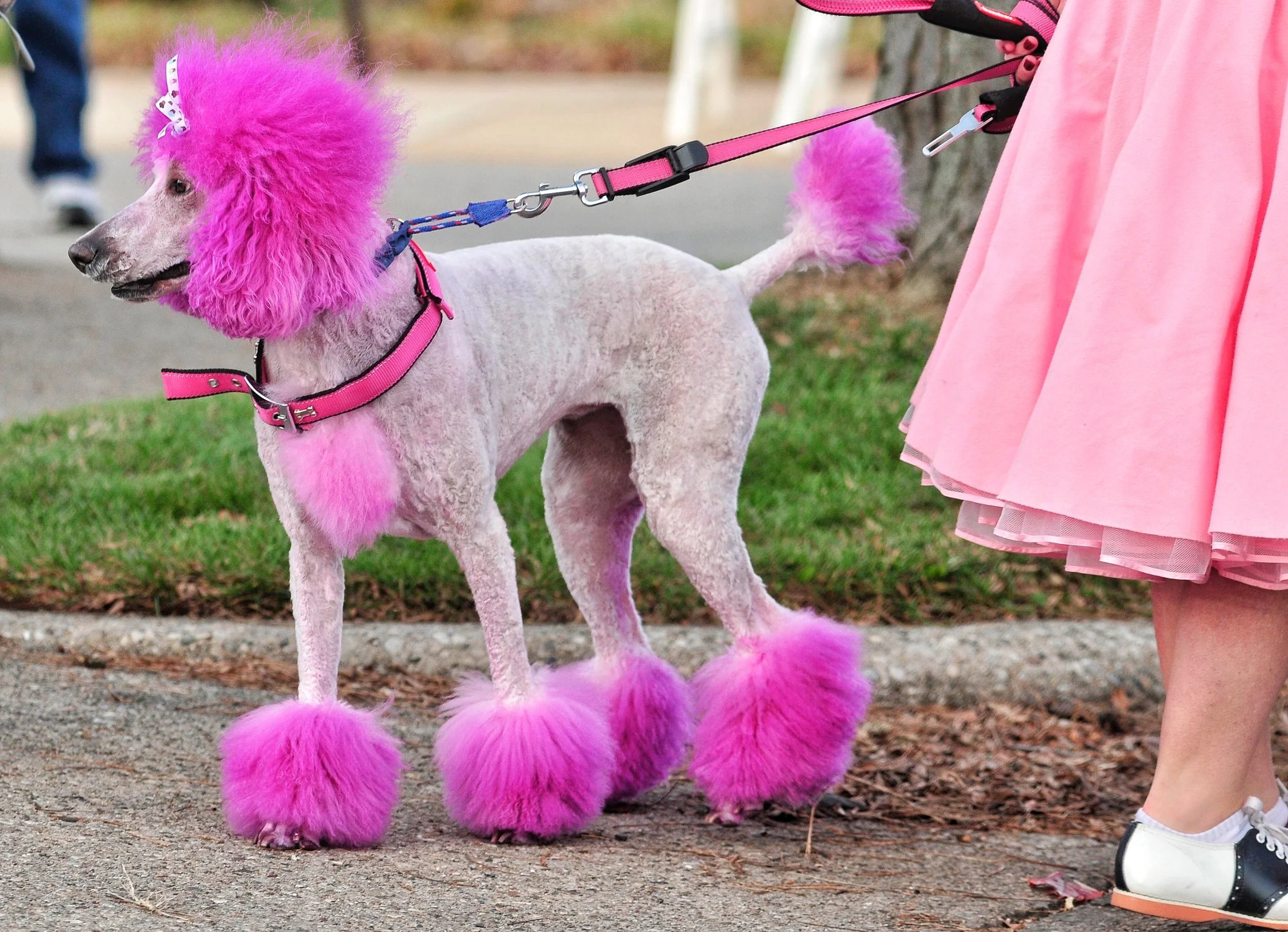 Mobile Dog Grooming and Mobile Pet Grooming In Orlando, Florida