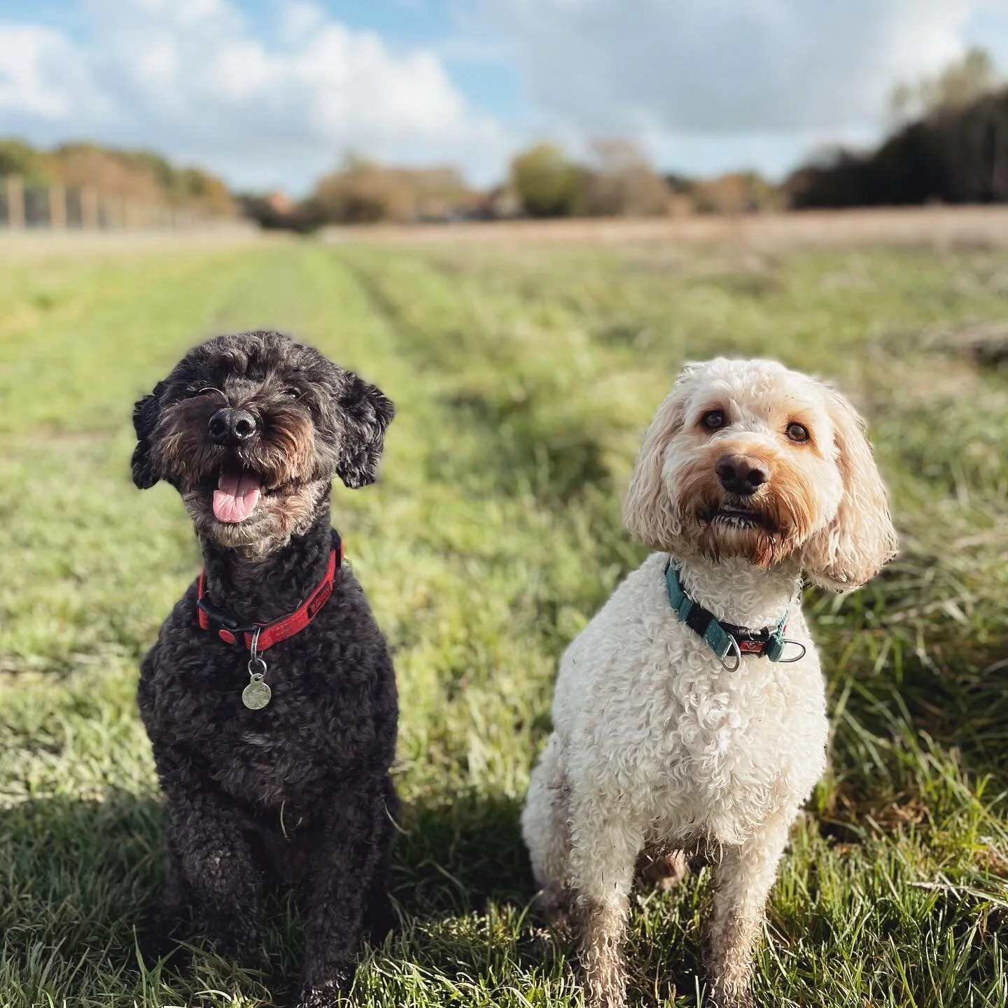 The Paw Smith Pet Care in Oxfordshire | Reliable & Experienced