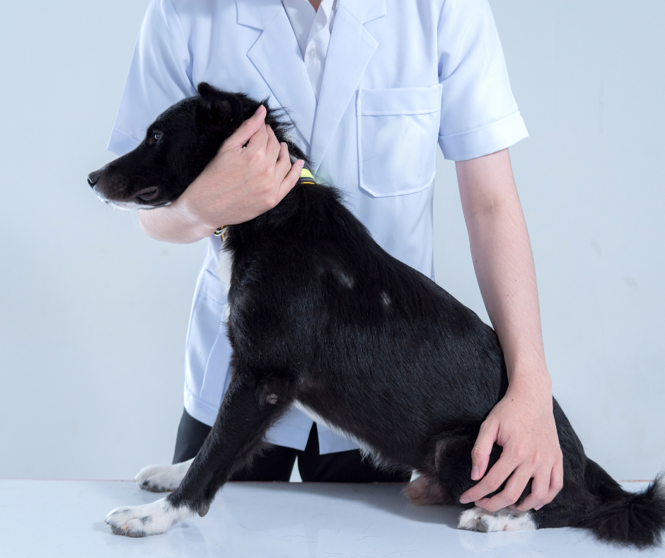 Can you handle it? Restraint for nail trimming. — Sit Pretty Behavior ...