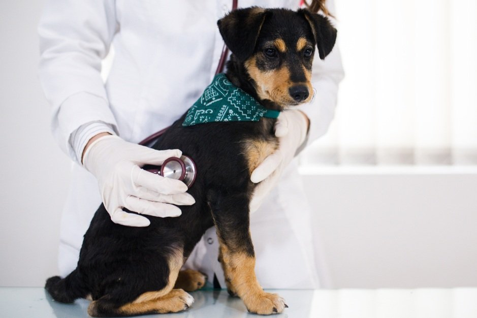 Vet victory visits: from timid to triumphant! — Sit Pretty Behavior ...