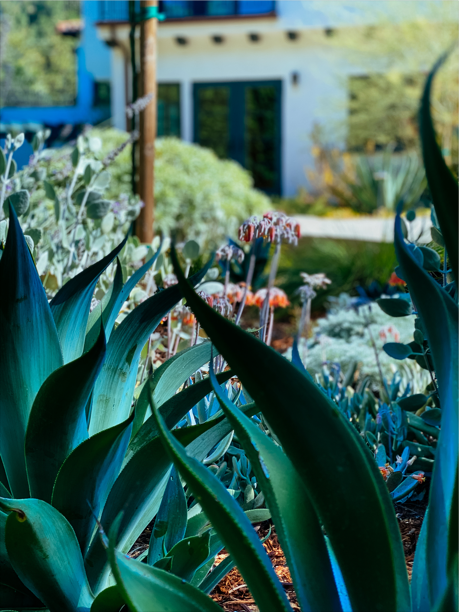 Los Feliz Estate Garden — Viola Gardens