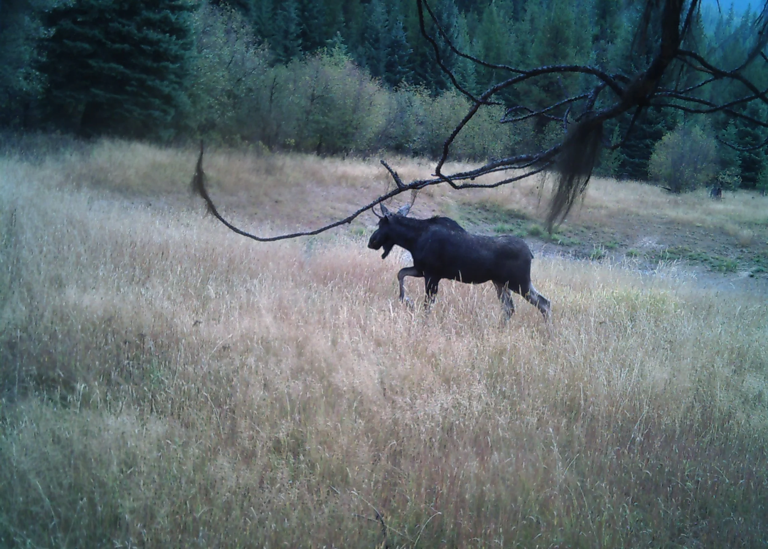 Libby Troy Realty- NW Montana