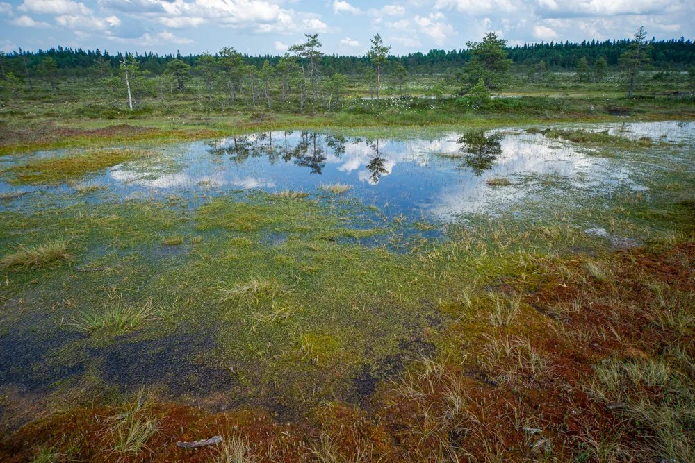 Torron suo - The swamp of the Torro's village — Helena Perhonen - photos