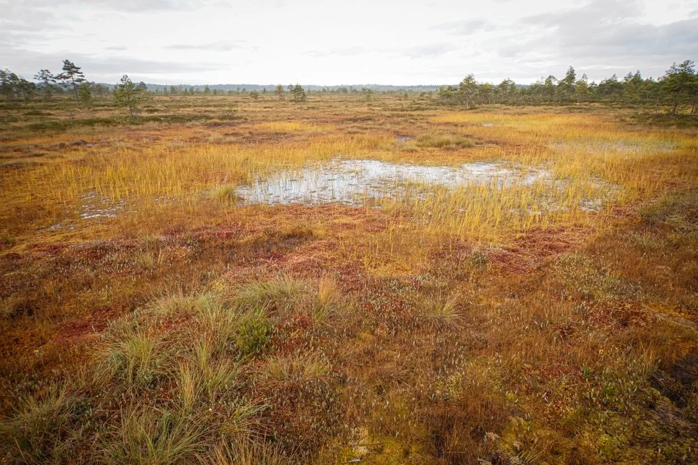 Torron suo - The swamp of the Torro's village — Helena Perhonen - photos