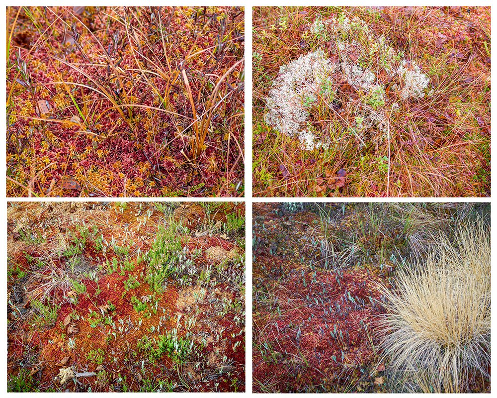 Torron suo - The swamp of the Torro's village — Helena Perhonen - photos