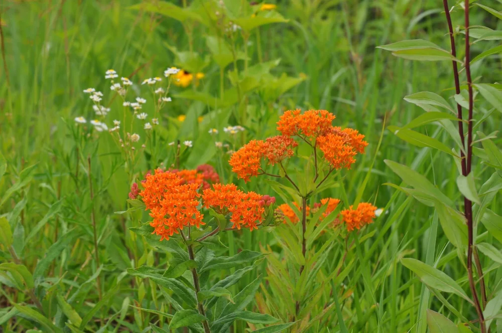 Whorled Milkweed (Asclepias verticillata) - Wild Cherry Farm - Native ...