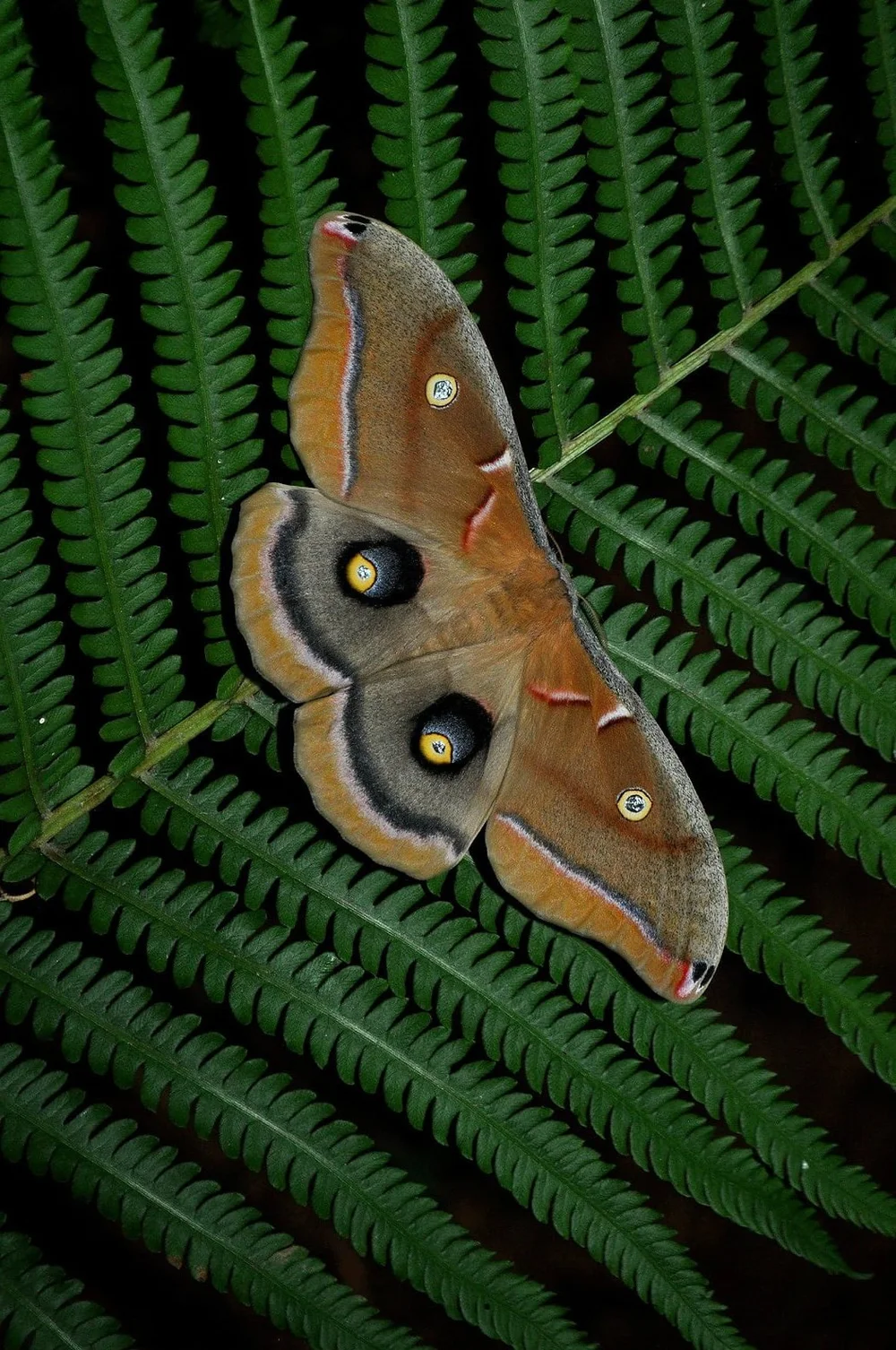 Shrubby St. John’s Wort (Hypericum prolificum) - Wild Cherry Farm ...