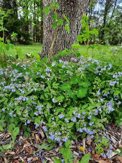 Wild Geranium (Geranium maculatum) - Wild Cherry Farm - Native Plant ...