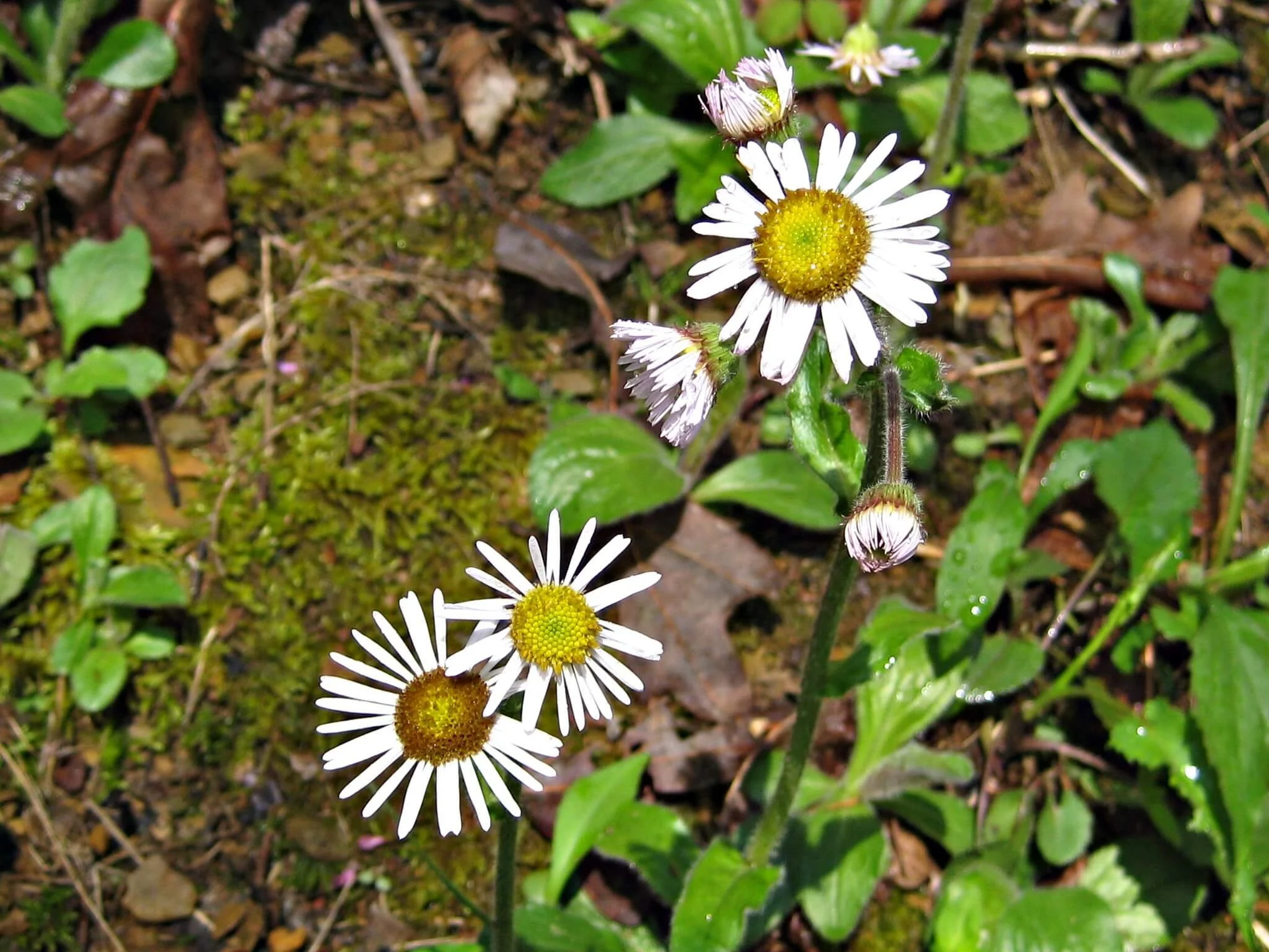 Robin's Plantain (Erigeron pulchellus) - Wild Cherry Farm - Native ...