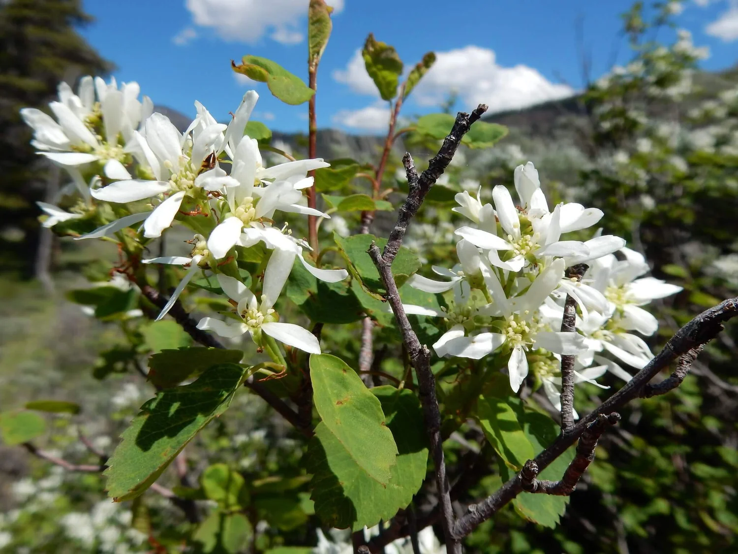 Allegheny Serviceberry (Amelanchier laevis) — Wild Cherry Farm